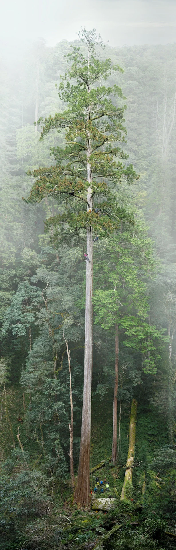 This is how we found ‘The Heaven Sword,’ East Asia’s tallest tree after ...