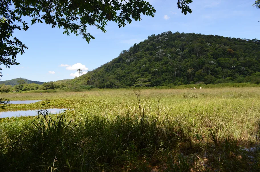 Mosquitoes’ thirst for human blood has increased as biodiversity loss ...