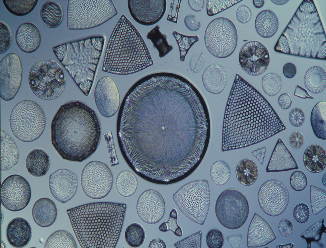 Oceans’ microscopic plants capture carbon via biophysical pathways
