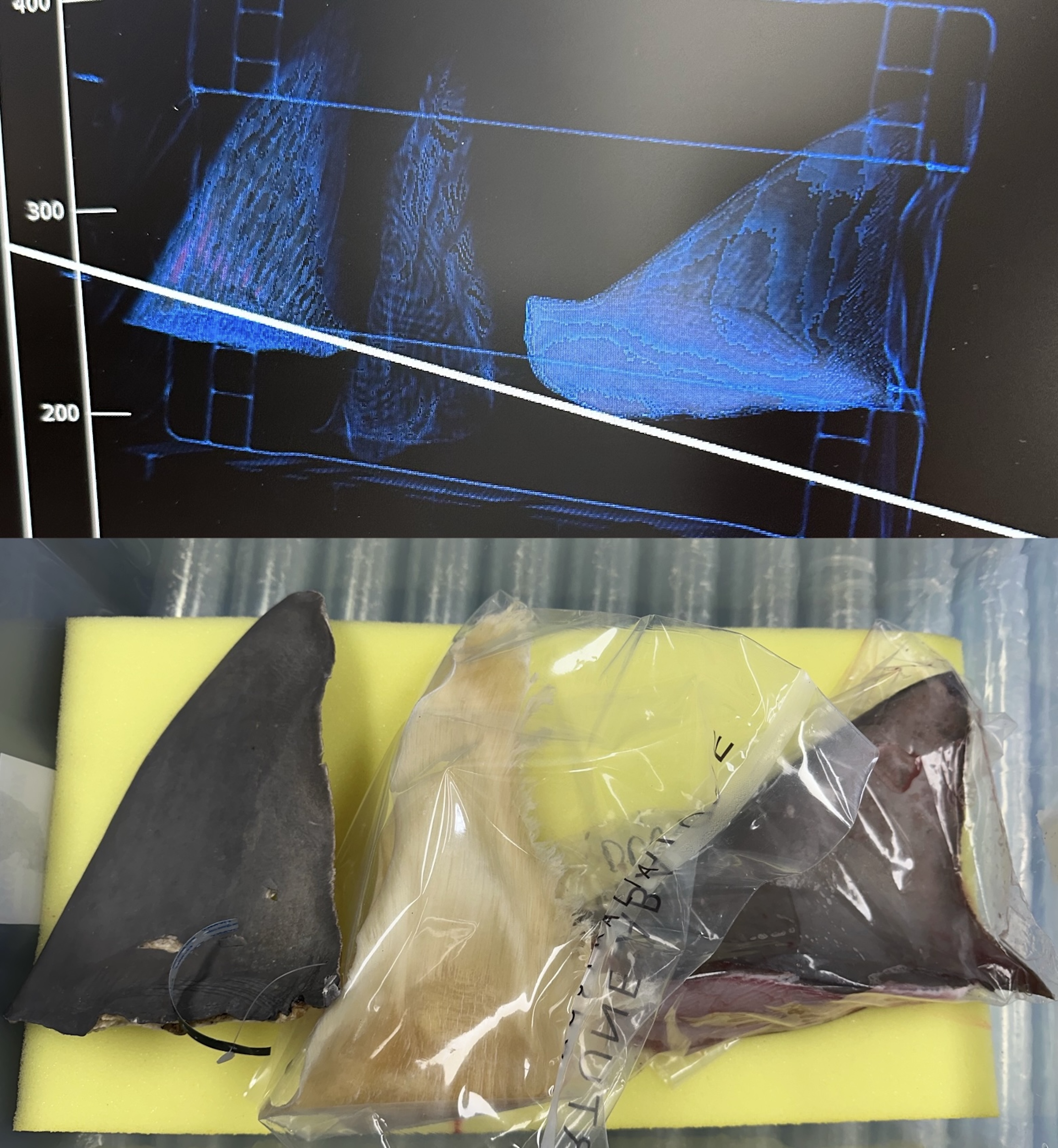 Finding Nemo: AI tech could spot smuggled seahorses in suitcases