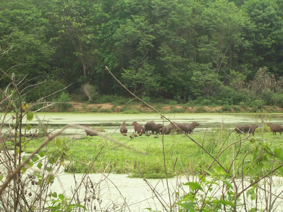 Mosquitoes’ thirst for human blood has increased as biodiversity loss ...