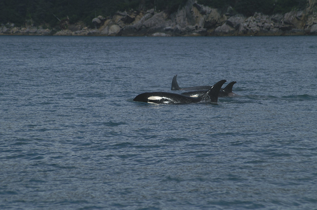 What happens when the ocean’s biggest predators start hunting each ...