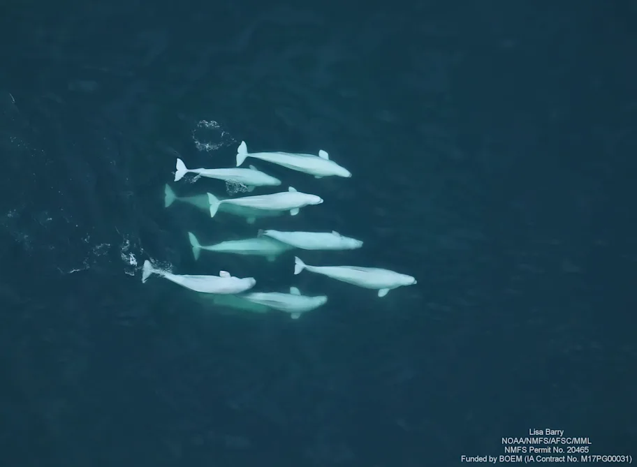 DNA tests reveal mysterious beluga family trees