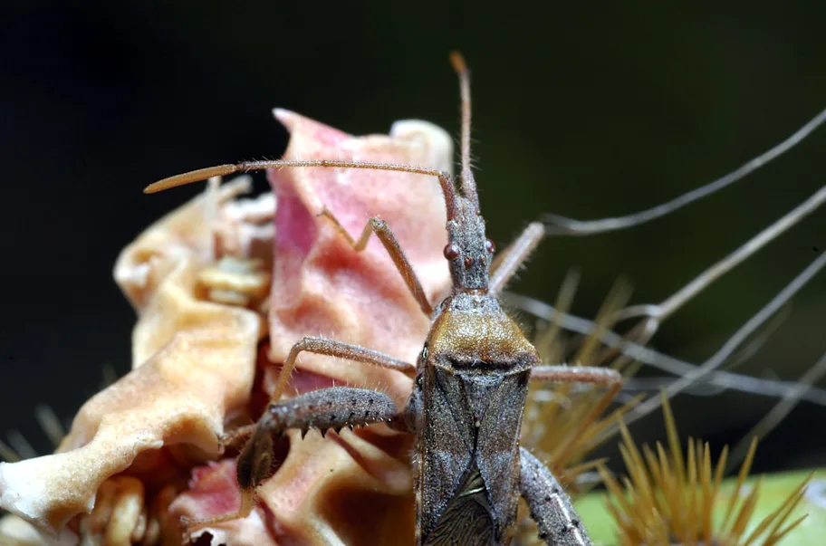 Baby bugs must play ‘game of roulette’ to find survival partners before ...