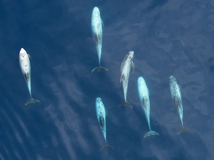 DNA floating in seawater is now enough to let scientists monitor the ...