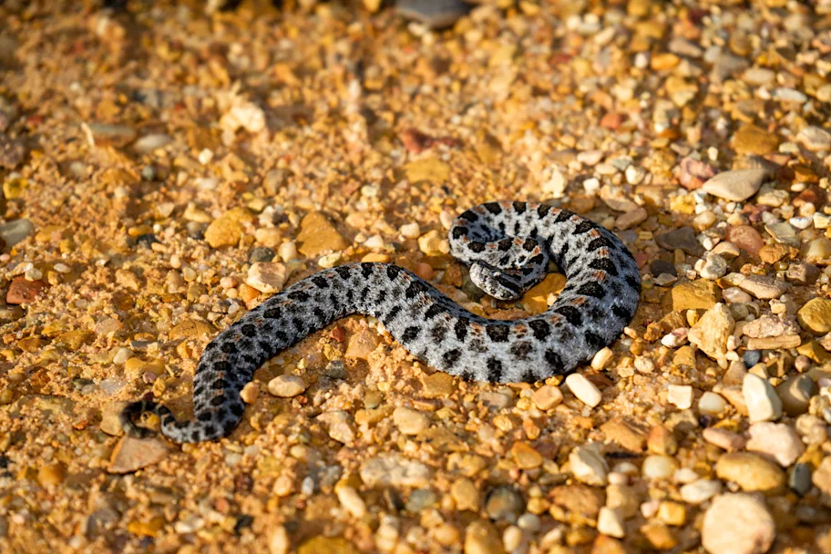 Rattlesnakes among most vulnerable to fungal disease and parasitic lung ...