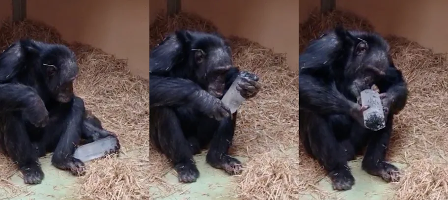 Chimps’ love for crystals could help us understand our own ancestors ...