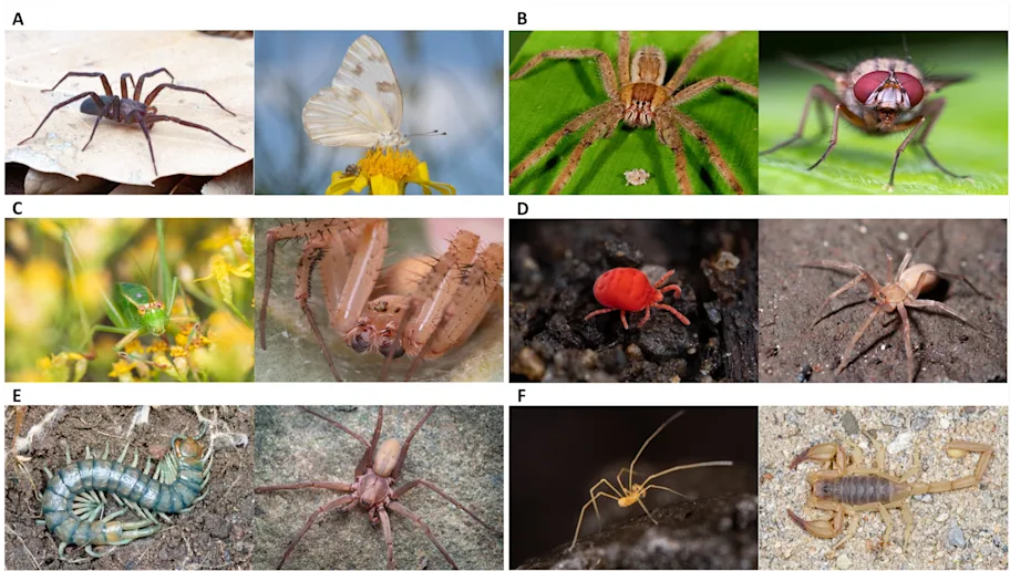 Frogs new to science and proof we’d rather look anywhere but at spiders ...