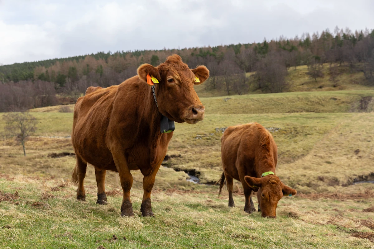 Fitting Nofence collars on young livestock | Nofence