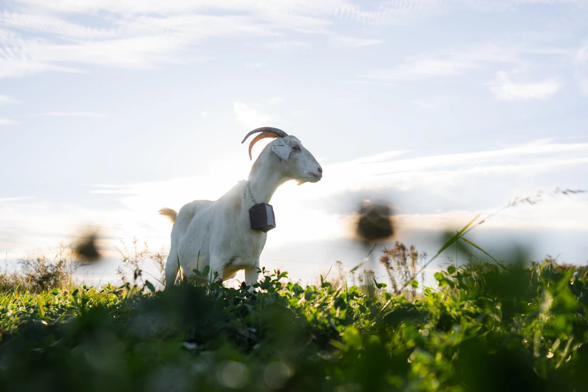 Virtual fencing for sheep and goats | Nofence
