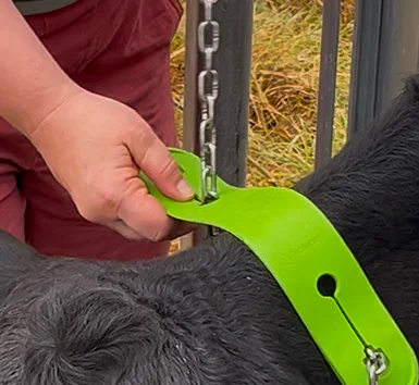 How to fit cattle collars with chain and strap | Nofence