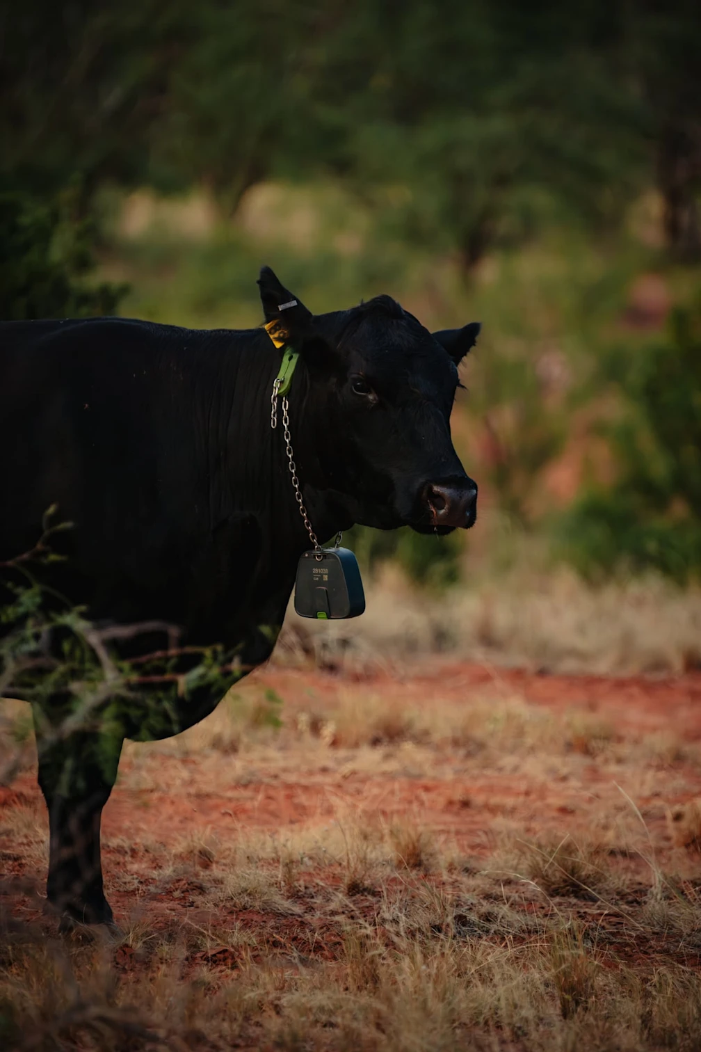 Herd instinct and livestock behavior in virtual fencing | Nofence