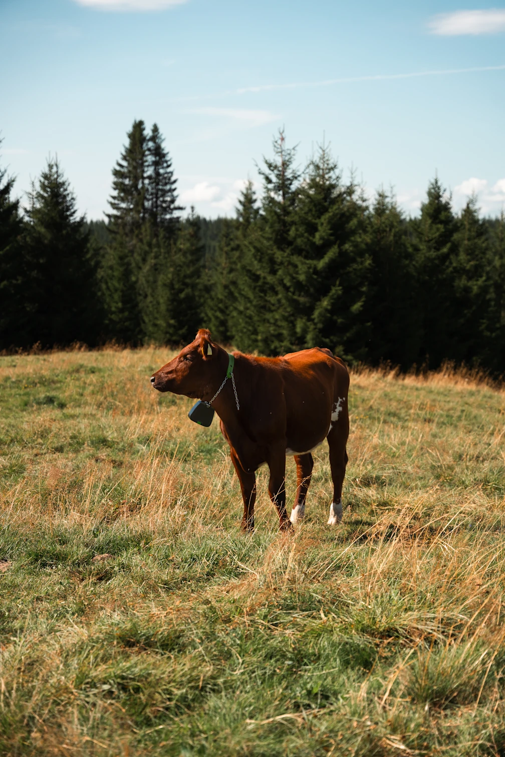 Virtual fencing for cattle with GPS collars | Nofence