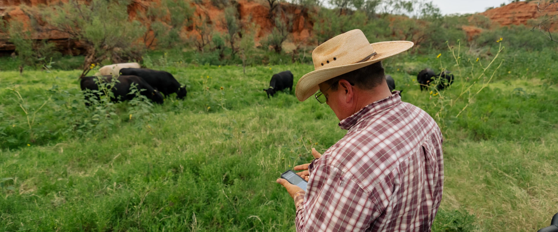 Rotational grazing with flexible virtual paddocks | Nofence