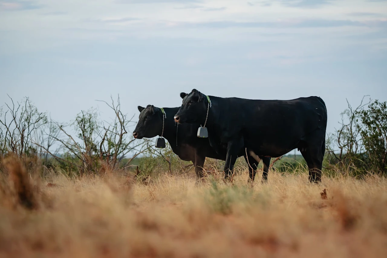 Virtual fencing for cattle with GPS collars | Nofence