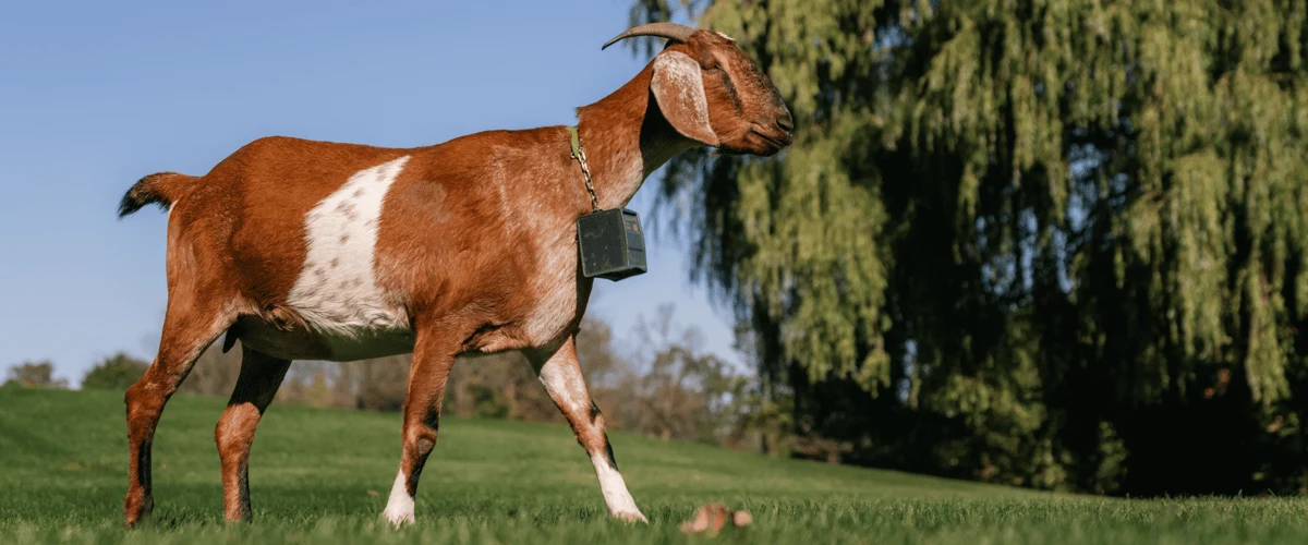 Sheep and goat GPS collar pricing and subscriptions | Nofence