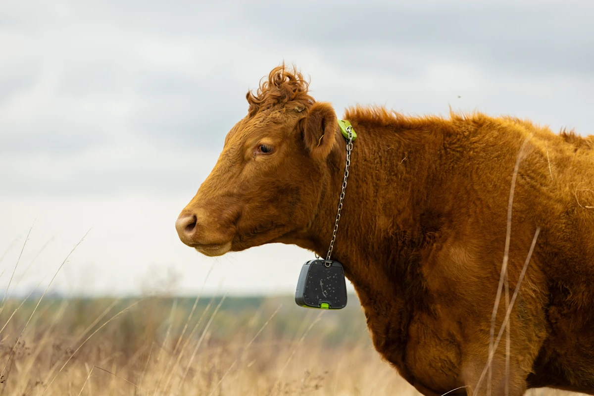 Cattle GPS collar pricing and subscriptions | Nofence