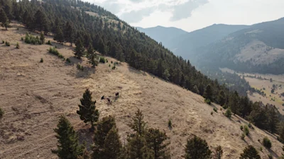 Strip, rotational, extensive and contract grazing | Nofence