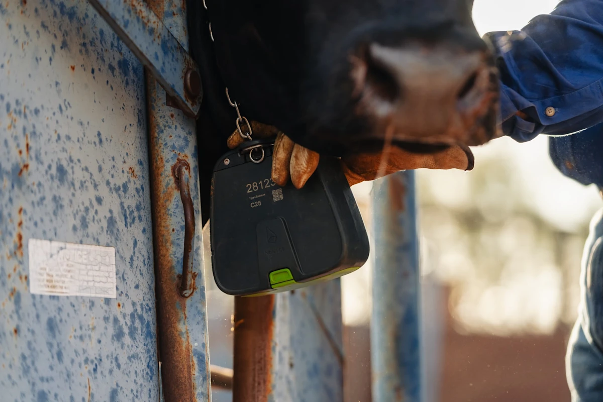 How to fit cattle collars with chain and strap | Nofence