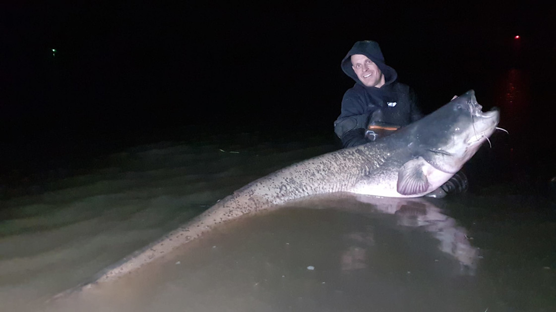 Een enorme meerval van 2,43 meter lang? Paul heeft hem gevangen, en ...