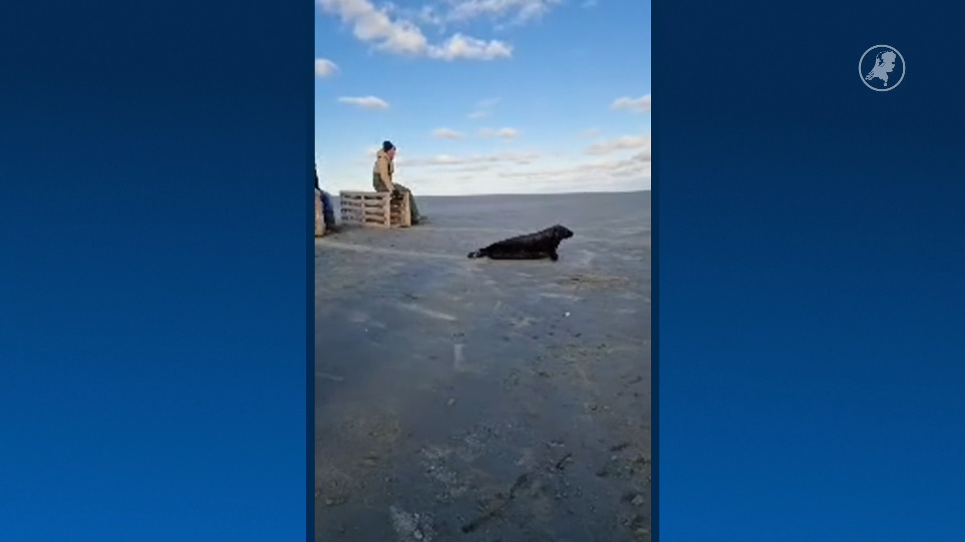 Zwarte Zeehond In Water