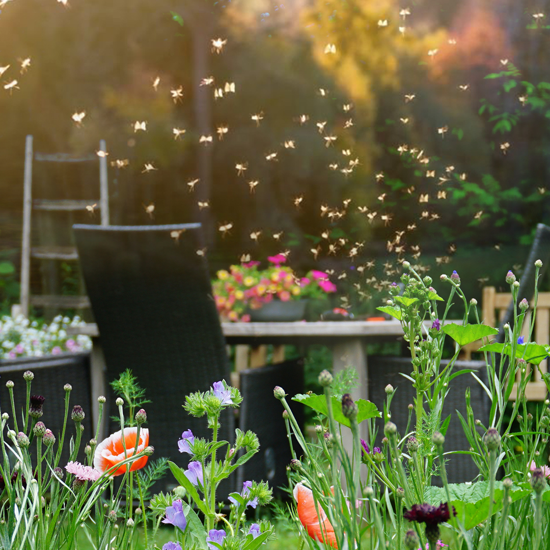 How to Keep Bugs Away From Security Cameras | Brinks Home