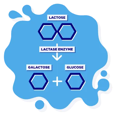LACTAID® Original Strength Caplets for Lactose Intolerance