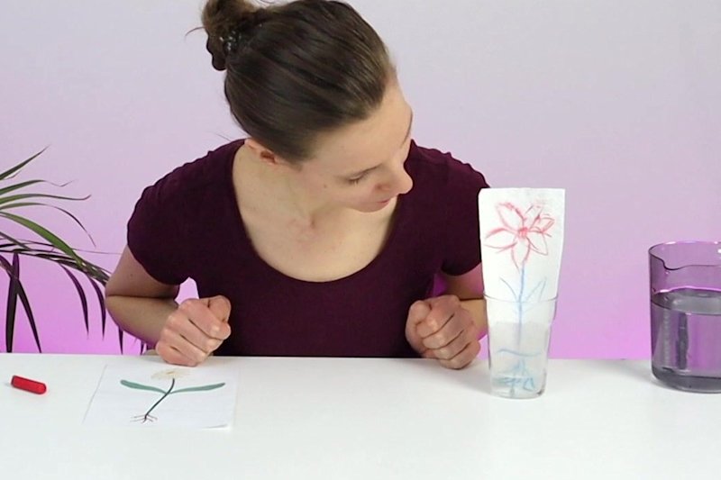 Fun science & arts activity about plants, absorption & more