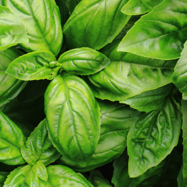 Happy Farms - Amaranth