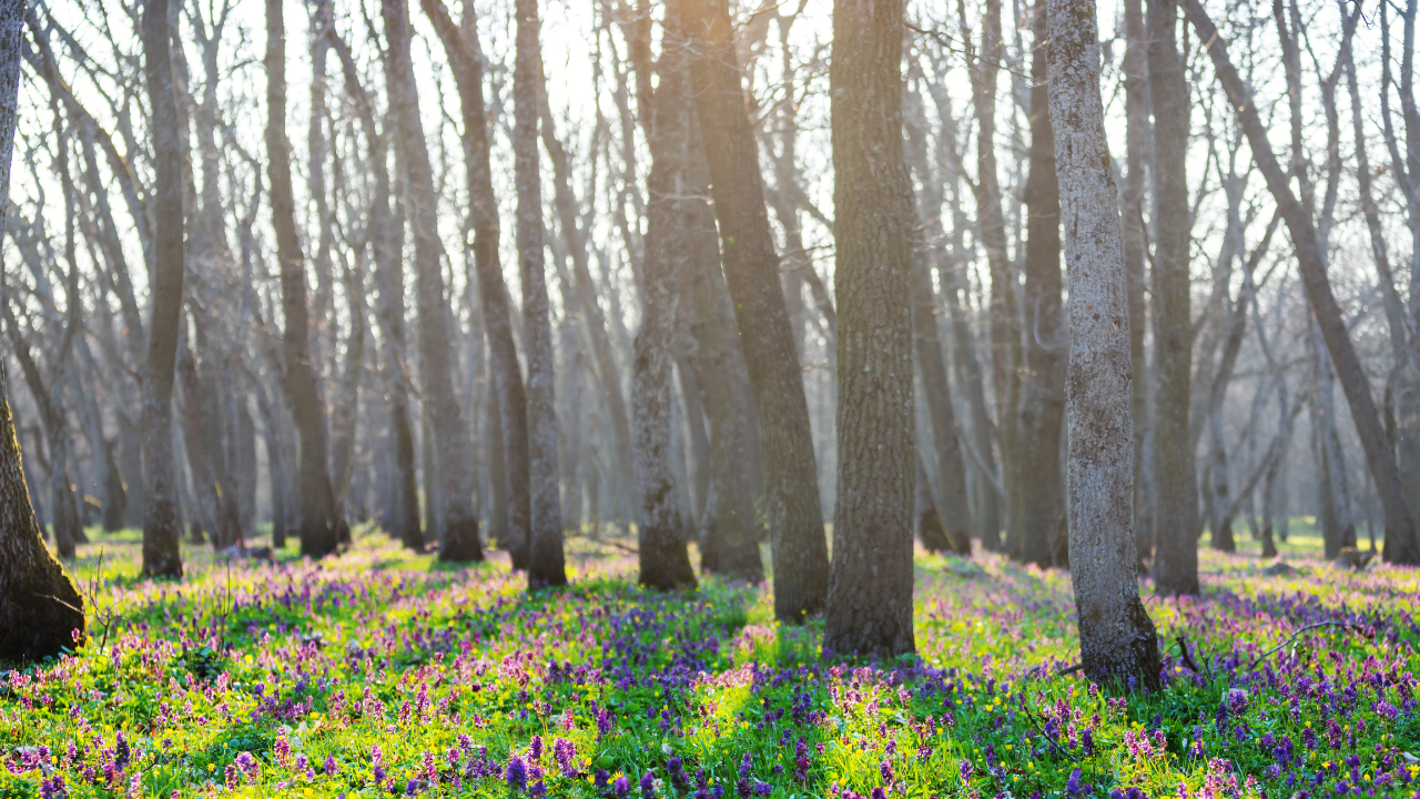 Holidays in spring | The most beautiful destinations | EuroParcs