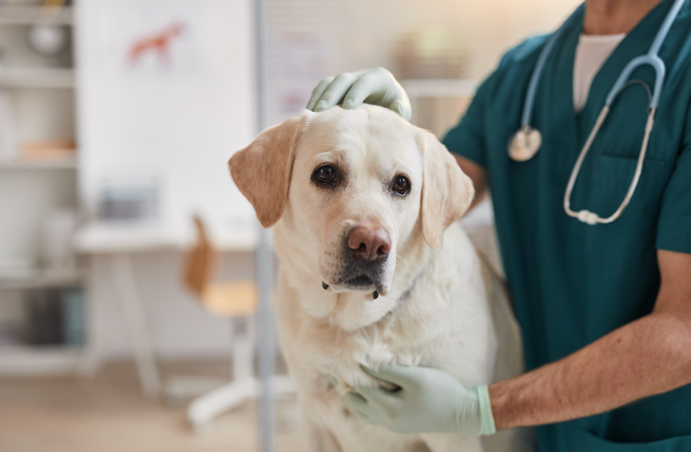 Lipoma Vs Sebaceous Cyst Examination Dog - Infoupdate.org