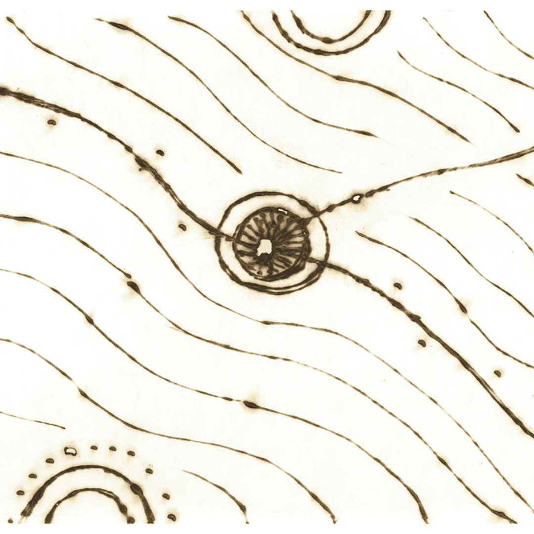 Judith Young Waluwin Collection – Kmart