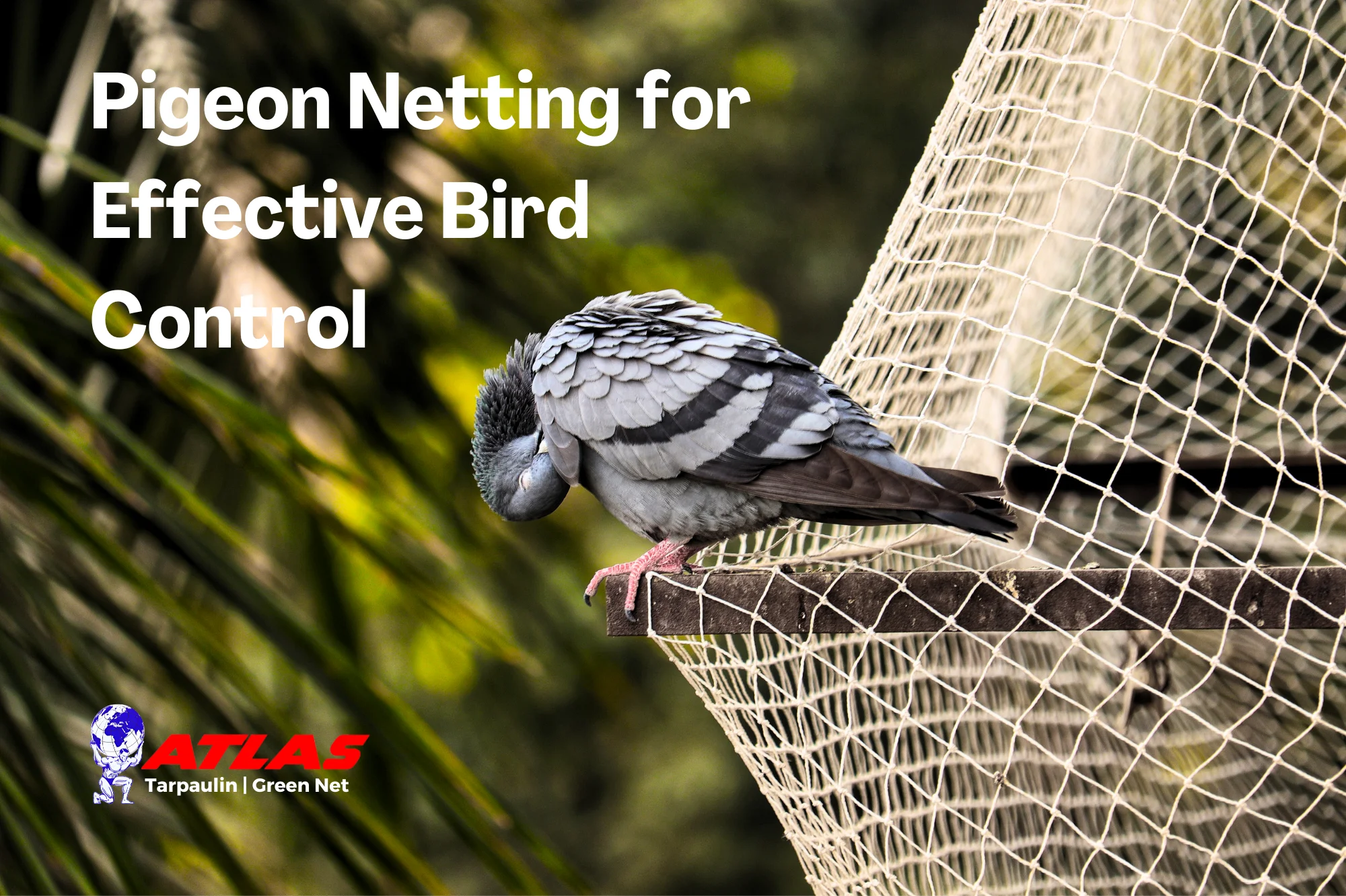 Pigeon Netting for Effective Bird Control