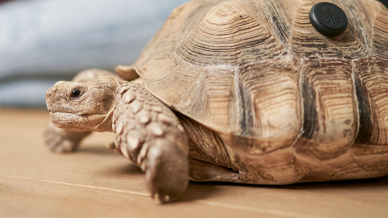 Life360 | Family Tracking App | Location Sharing & Family Safety