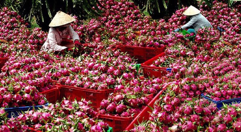 TOAN PHAT - Surpassing durian, dragon fruit becomes the country's ...
