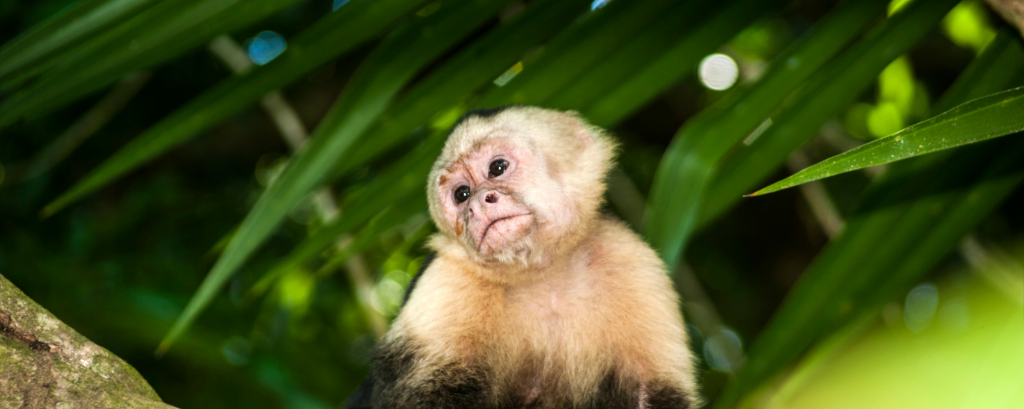 La Montagne des singes à Kourou - Jumbo Car Guyane [2024]