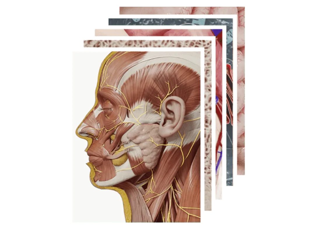 3D Anatomy Platform | Complete Anatomy | Elsevier