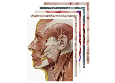 3D Anatomy Platform | Complete Anatomy | Elsevier