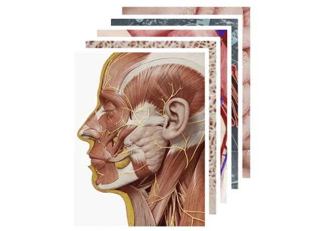3D Anatomy Platform | Complete Anatomy | Elsevier