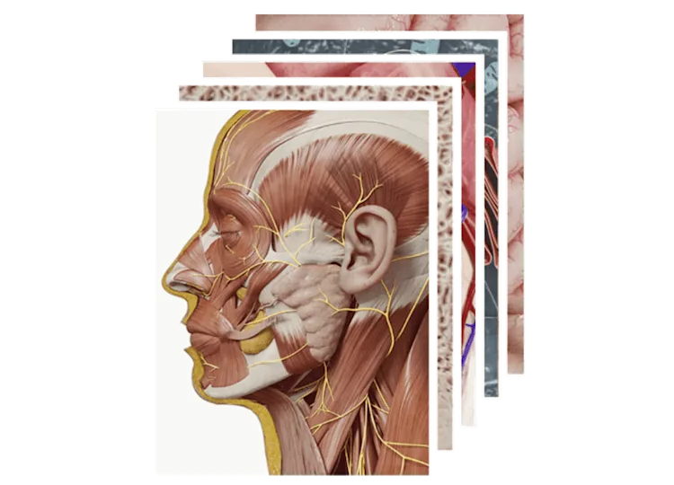 3D Anatomy Platform | Complete Anatomy | Elsevier