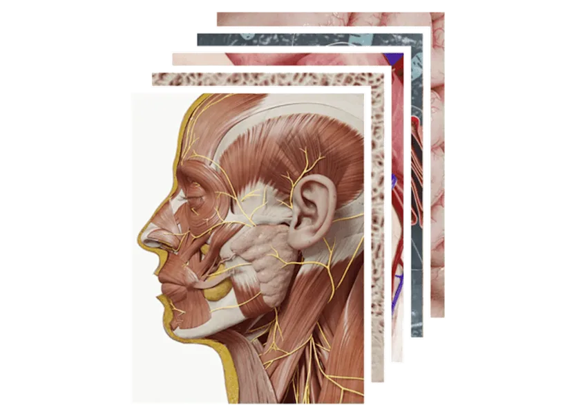 3D 解剖平台｜Complete Anatomy | Elsevier