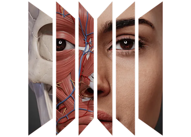 3D-Anatomieplattform | Complete Anatomy | Elsevier