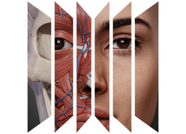 3D-Anatomieplattform | Complete Anatomy | Elsevier