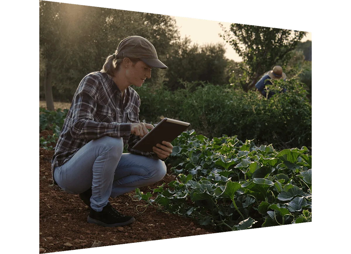 Open access | Elsevier