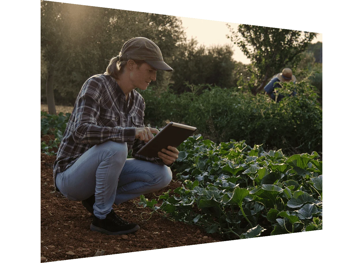 Open access | Elsevier