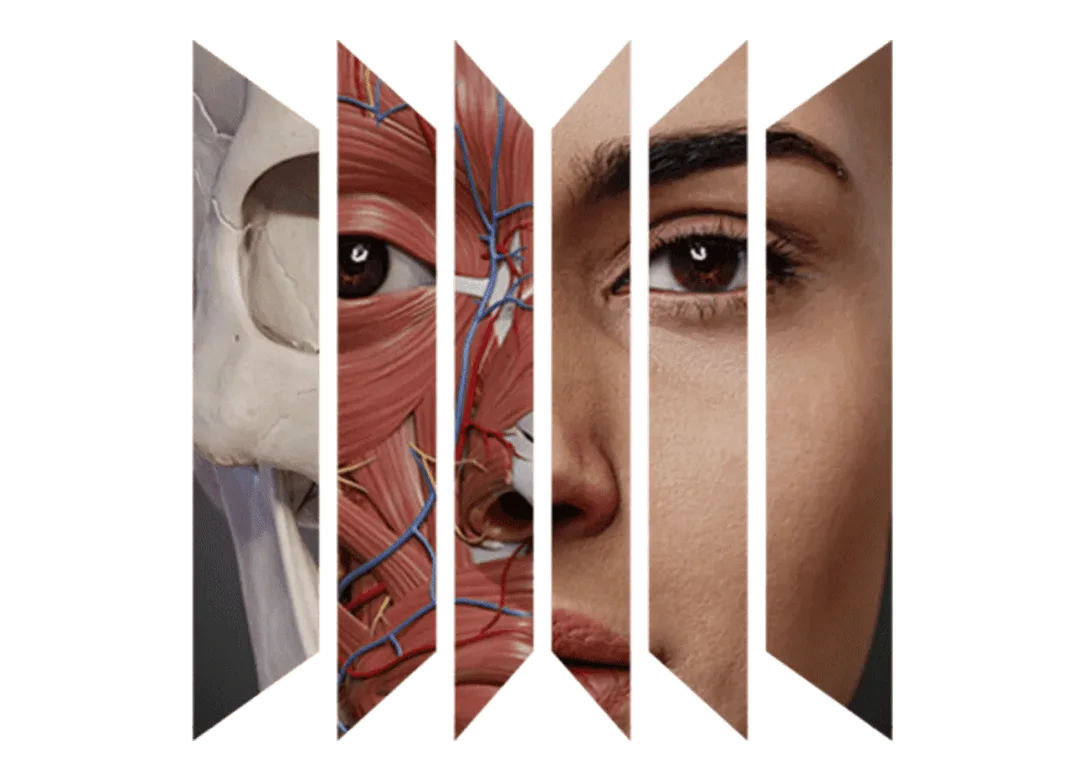 3D Anatomy Platform | Complete Anatomy | Elsevier