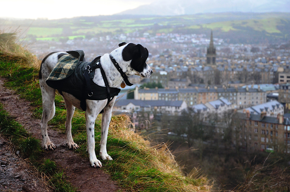 Dog-friendly restaurants in Edinburgh | Haven