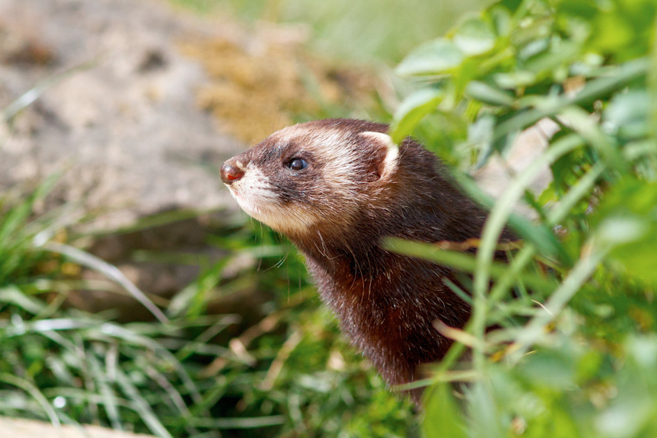 Best wildlife and nature reserves in Kent | Haven