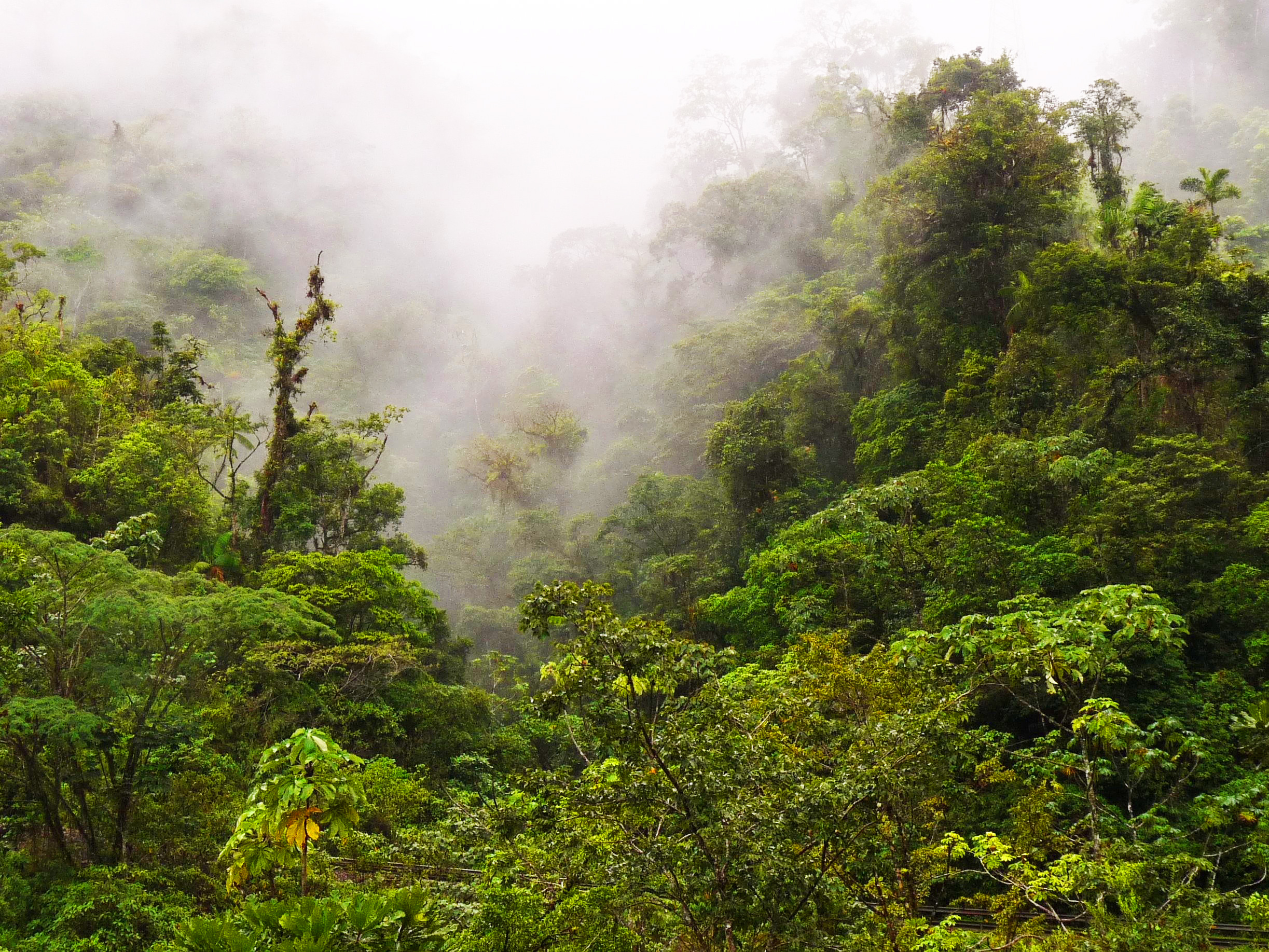 A First Look At Our Panama Reforestation Project Klima a-first-look-at-our-panama-reforestation-project-klima
