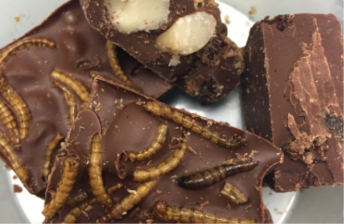 Insects for Lunch? | KnoPro [powered by NAF]